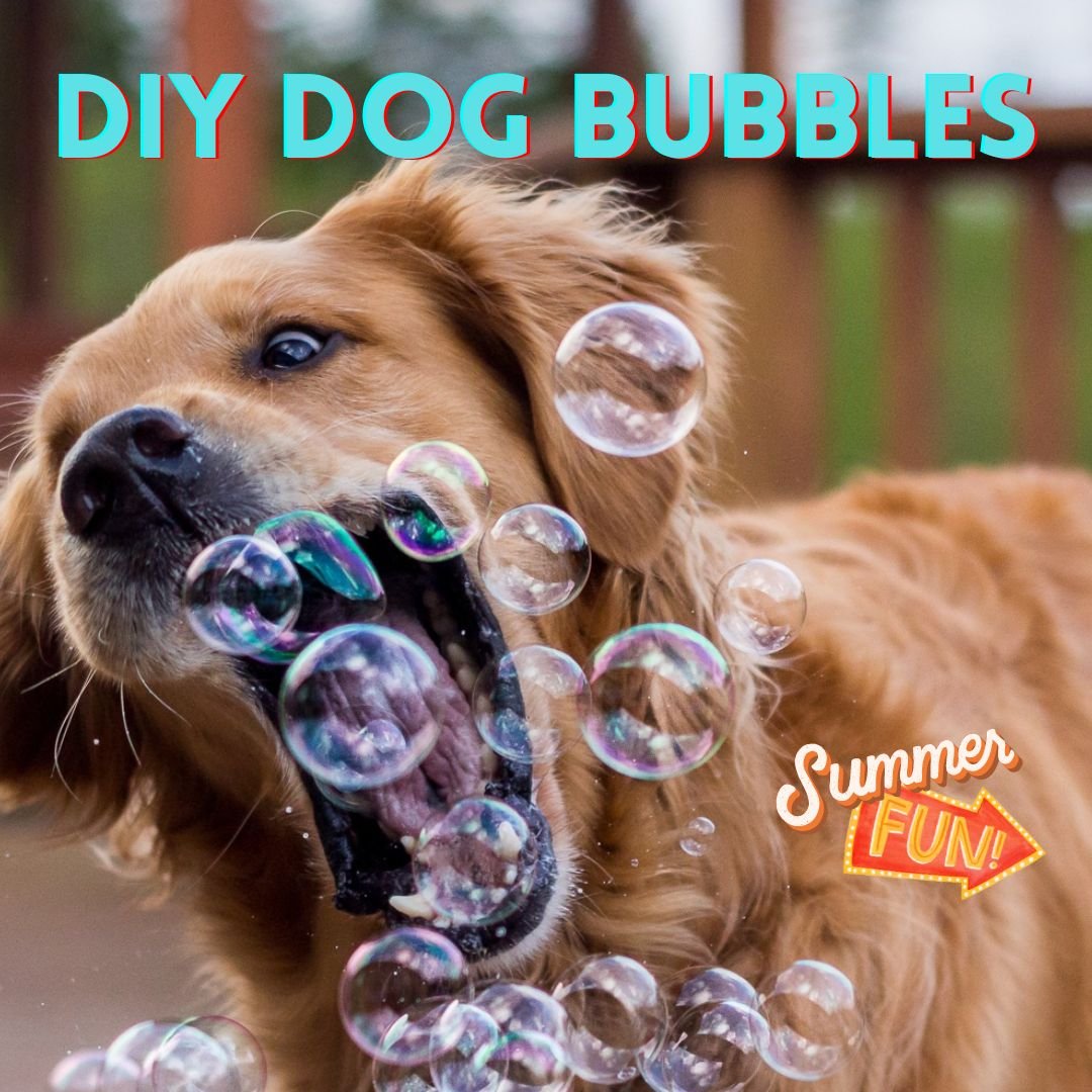 DIY Bubble Party: Fun and Stimulating Bubble Play for Dog - All For the ...