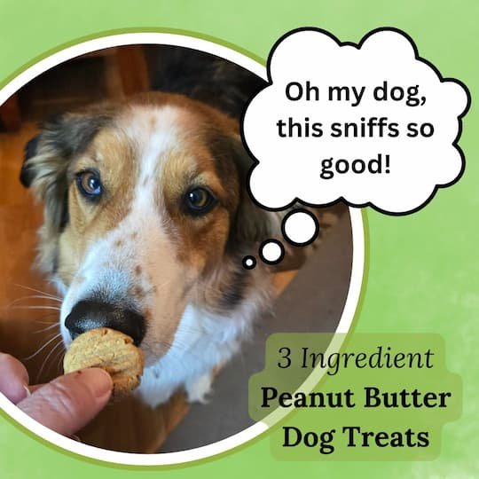 3 Ingredient Peanut Butter Dog Treats That Are Pup-Approved - All For ...